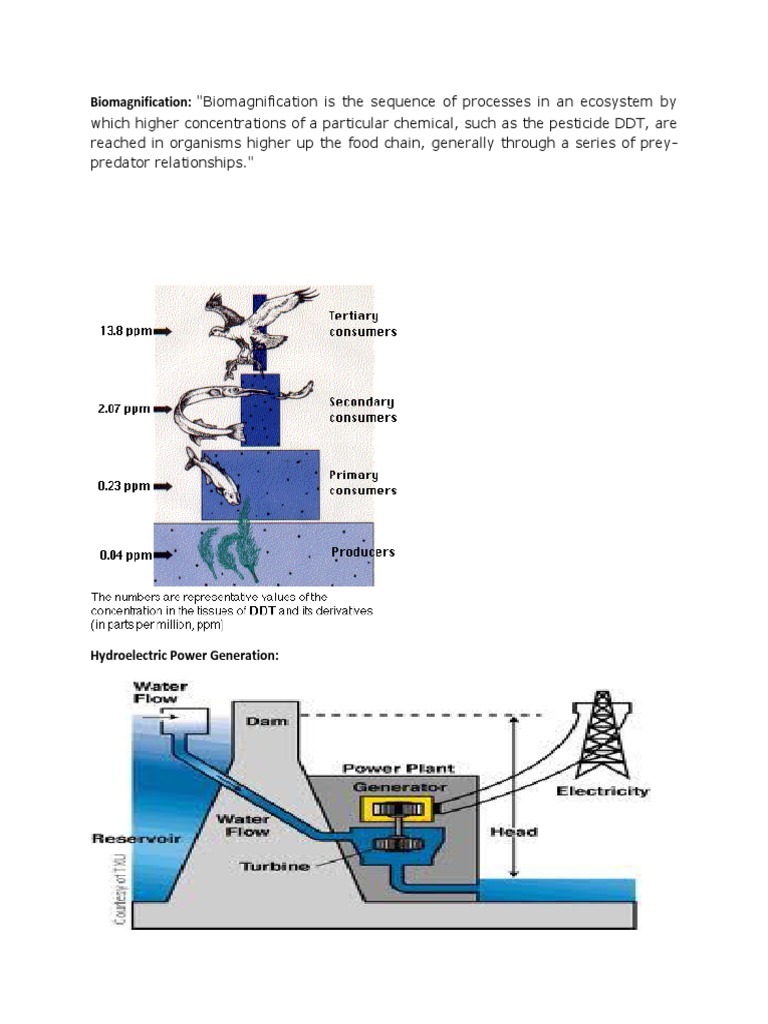 Biomagnification | PDF