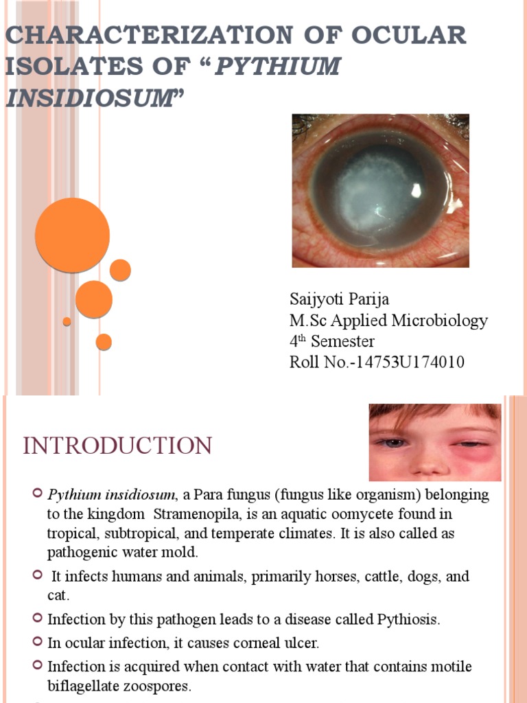Insidiosum": Characterization of Ocular Isolates of "Pythium | PDF ...