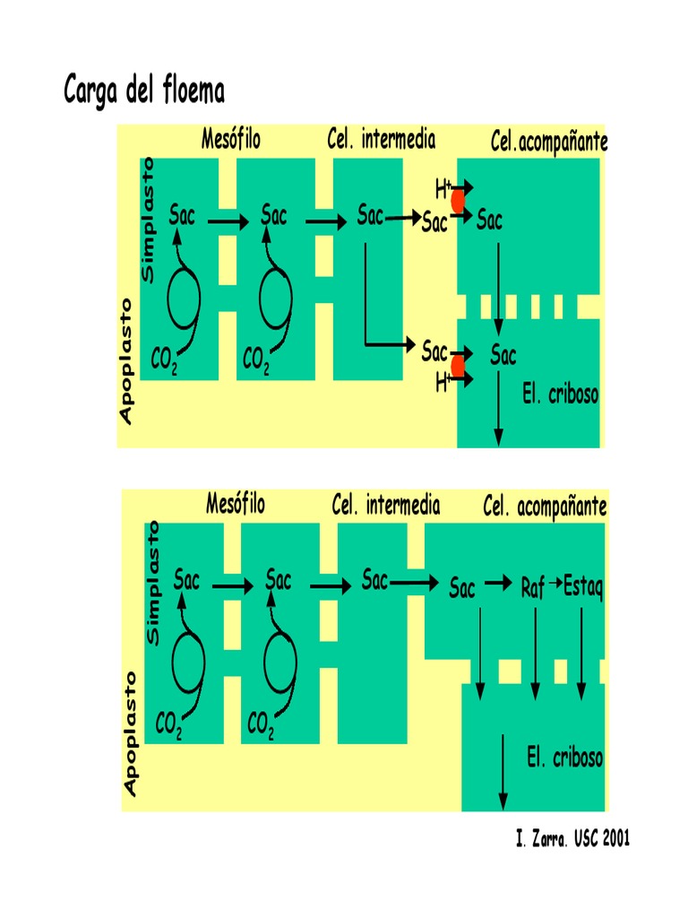 Carga y Descarga Del Floema PDF | Técnicas de laboratorio. | Fisiología