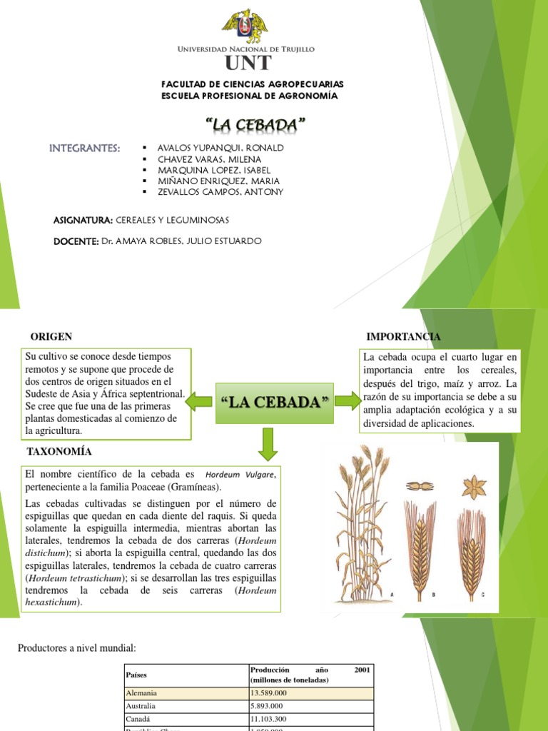 CEBADA | PDF | Cebada | Cereales
