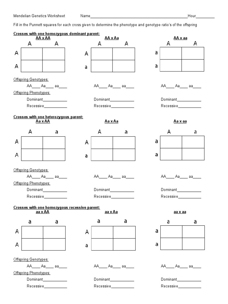 Punnett Square Worksheet Pdf Dominance Genetics Genotype 8191