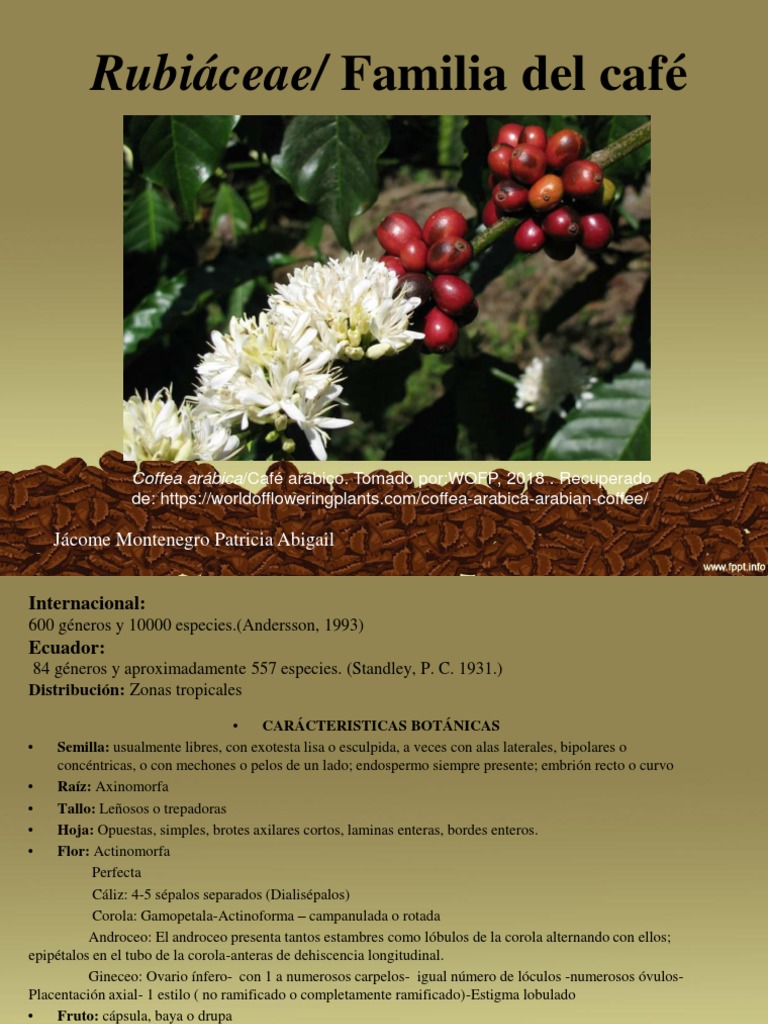 Exposicion Familia Rubiaceae | Flores | Morfología Vegetal