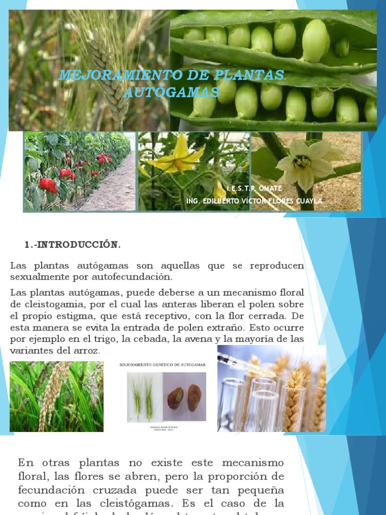 Mejoramiento de Plantas Autógamas | Gene | Enlace Genético