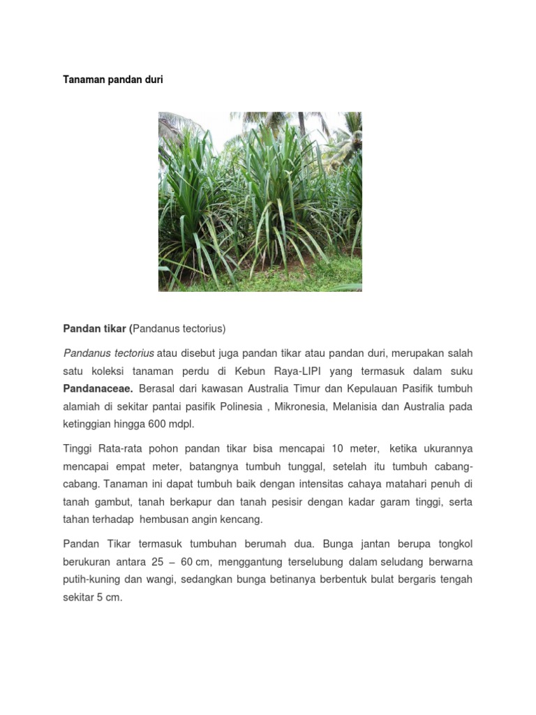 Pandan Duri: Manfaat dan Penggunaan | PDF