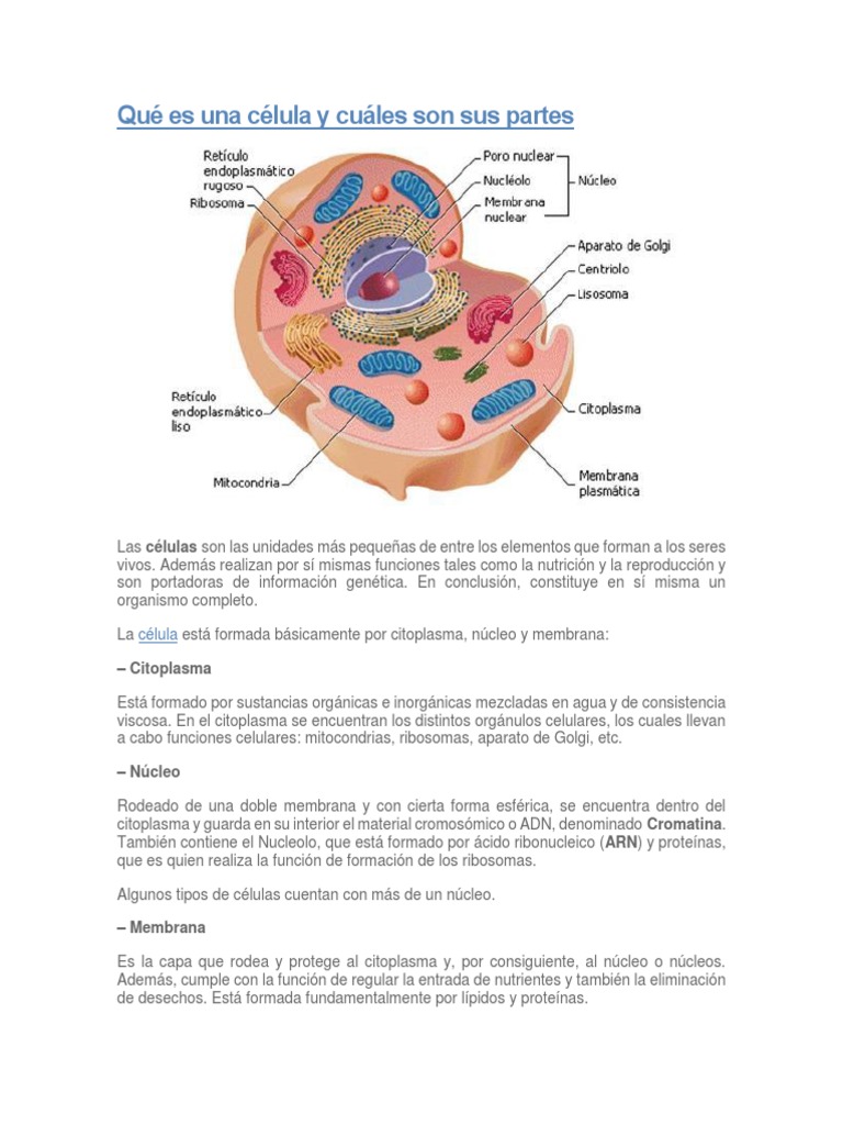 Qué es una célula y cuáles son sus partes | Citoplasma | Biología Celular)