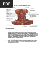 Músculos de La Nuca | PDF | Sistema musculoesquelético | Anatomía humana