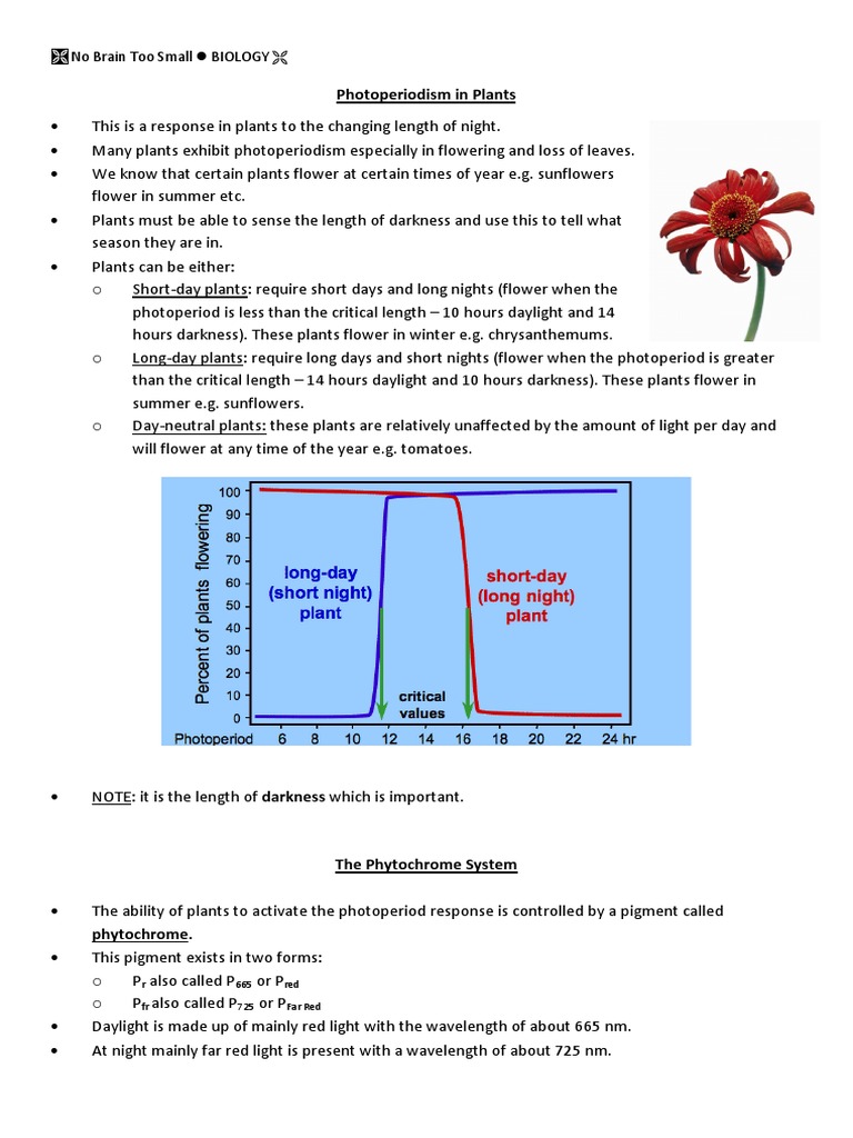Bio 91603 Photoperiodism | PDF | Flowers | Landscape Architecture