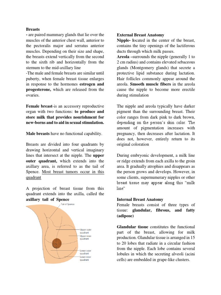 Anatomy and Function of Breasts | PDF | Nipple | Breast