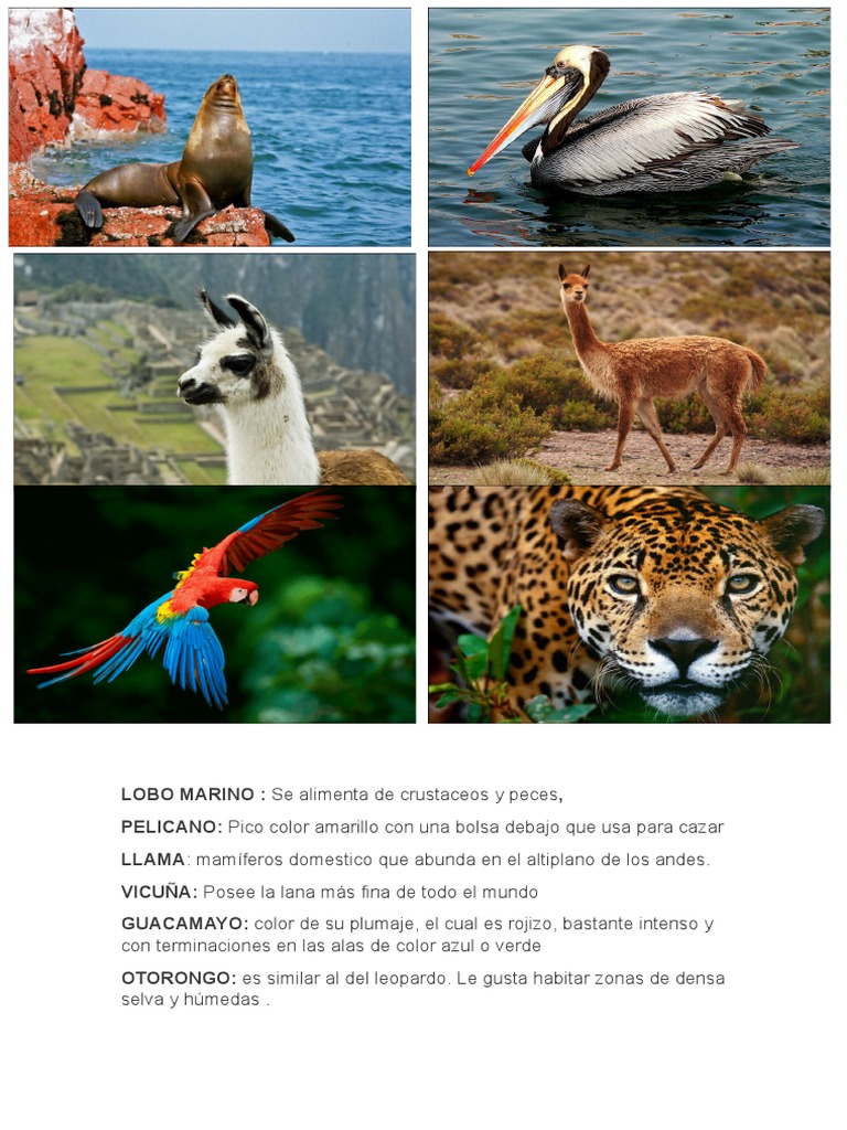 Animales de Costa, Sierra y Selva | PDF