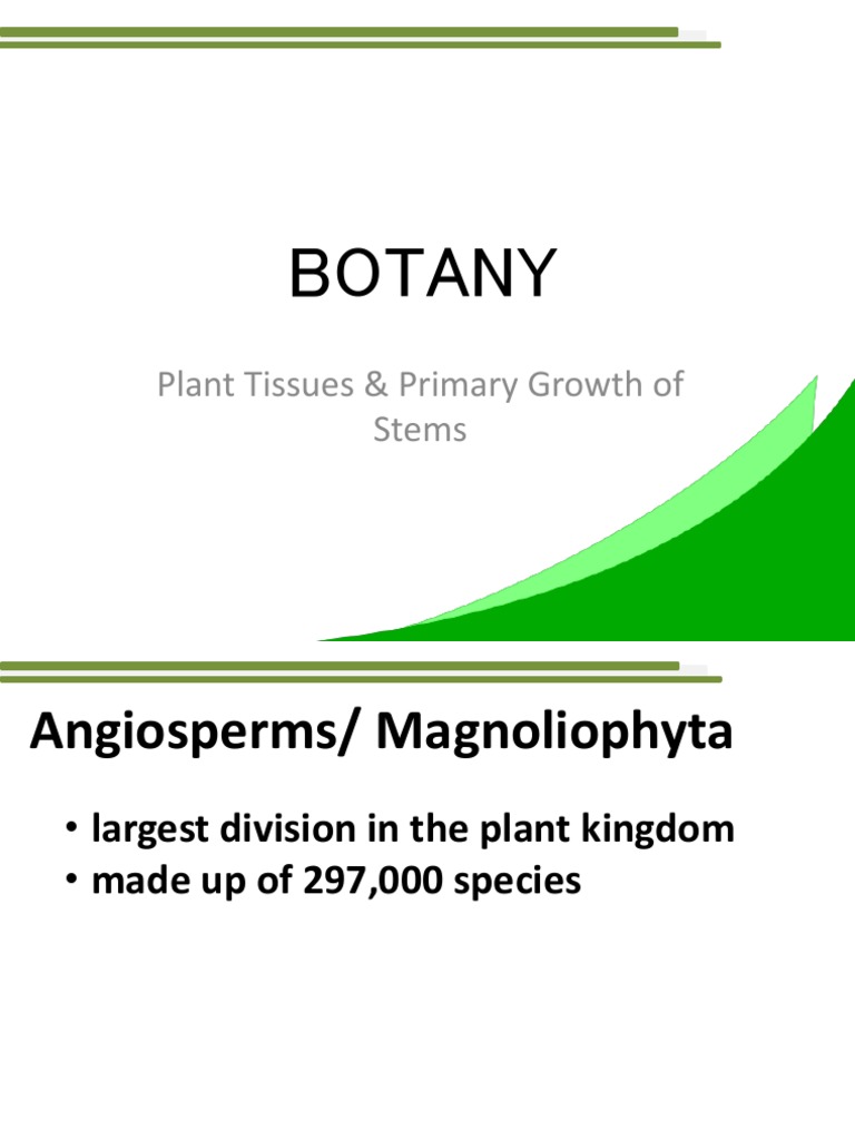 03 - Plant Tissues & Primary Growth of Stems | PDF | Tissue (Biology ...