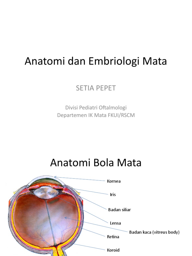 Anatomi Dan Embriologi Mata: Setia Pepet | PDF | Facial Features | Human Anatomy