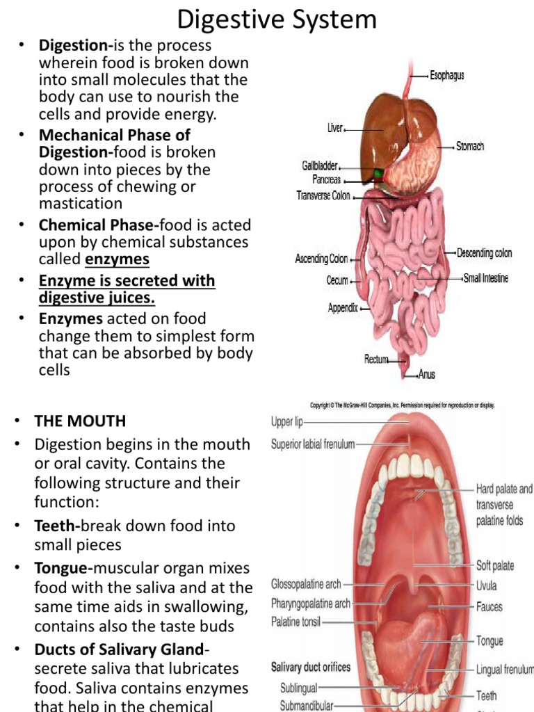 Digestion-Food Is Broken | PDF | Digestion | Stomach