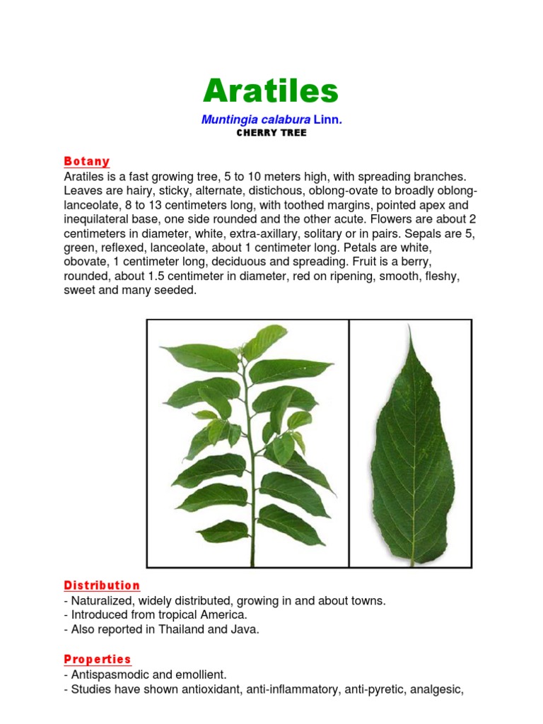 Aratiles Cherry Tree: Properties, Uses and Characteristics | PDF ...