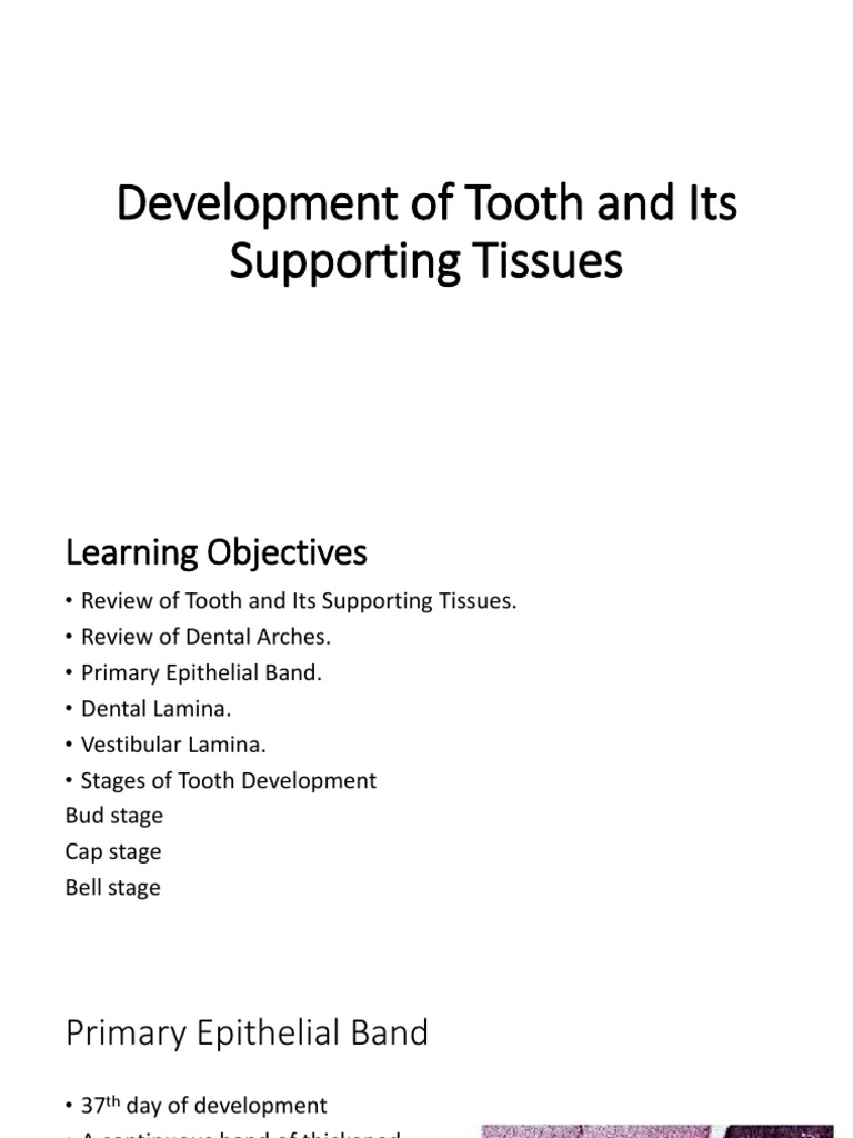 Development of Tooth and Its Supporting Tissues | PDF | Tooth | Tooth ...