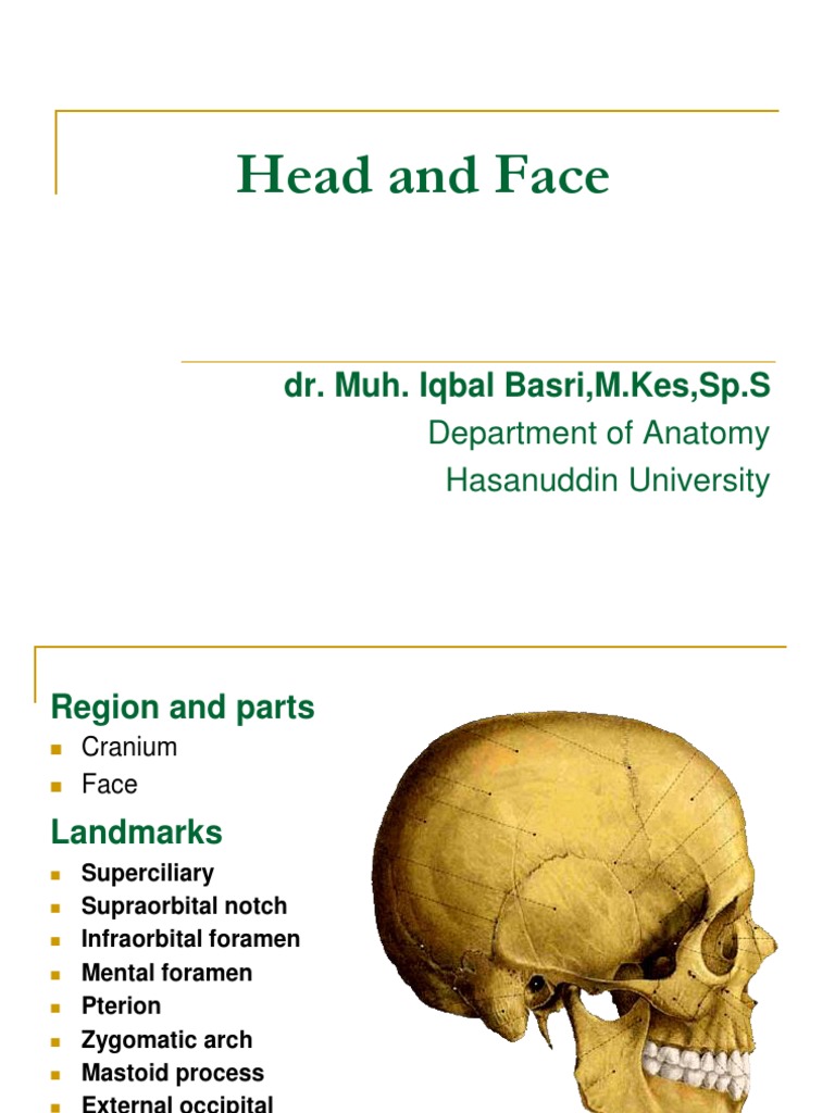 Head and Face: Dr. Muh. Iqbal Basri, M.Kes, SP.S | PDF | Common Carotid ...