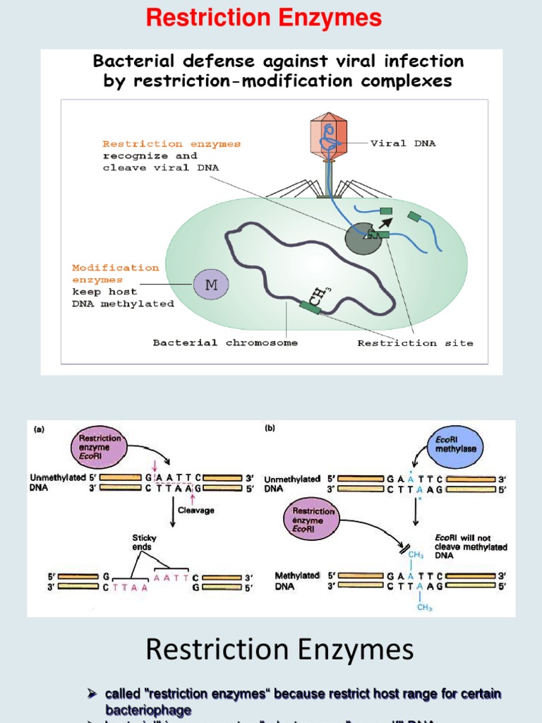 Restriction Enzyme | PDF | Restriction Enzyme | Dna Ligase