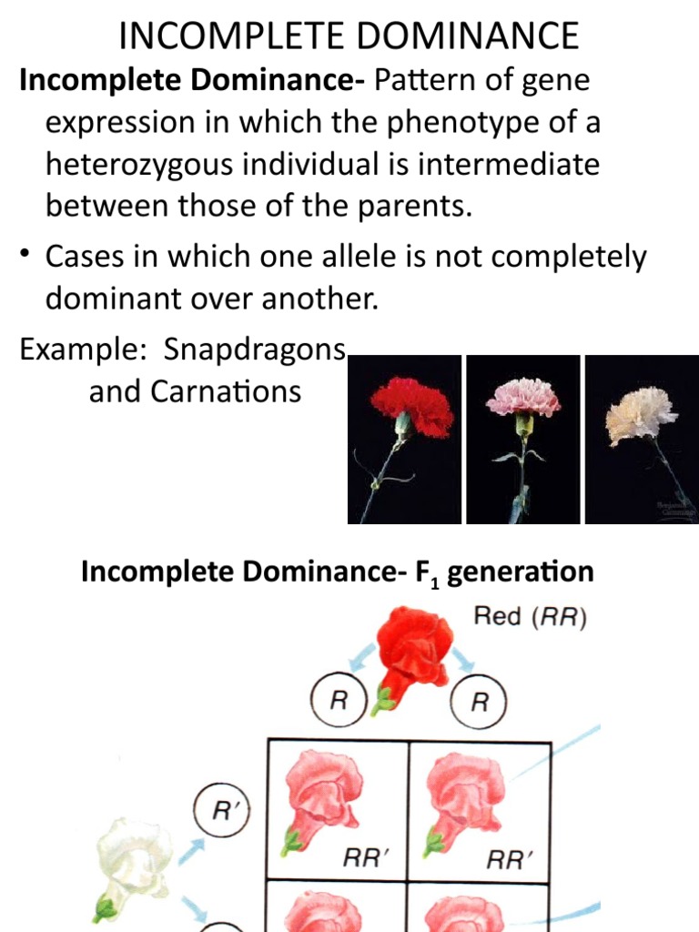 Incomplete Dominance vs. Codominance Explained | PDF