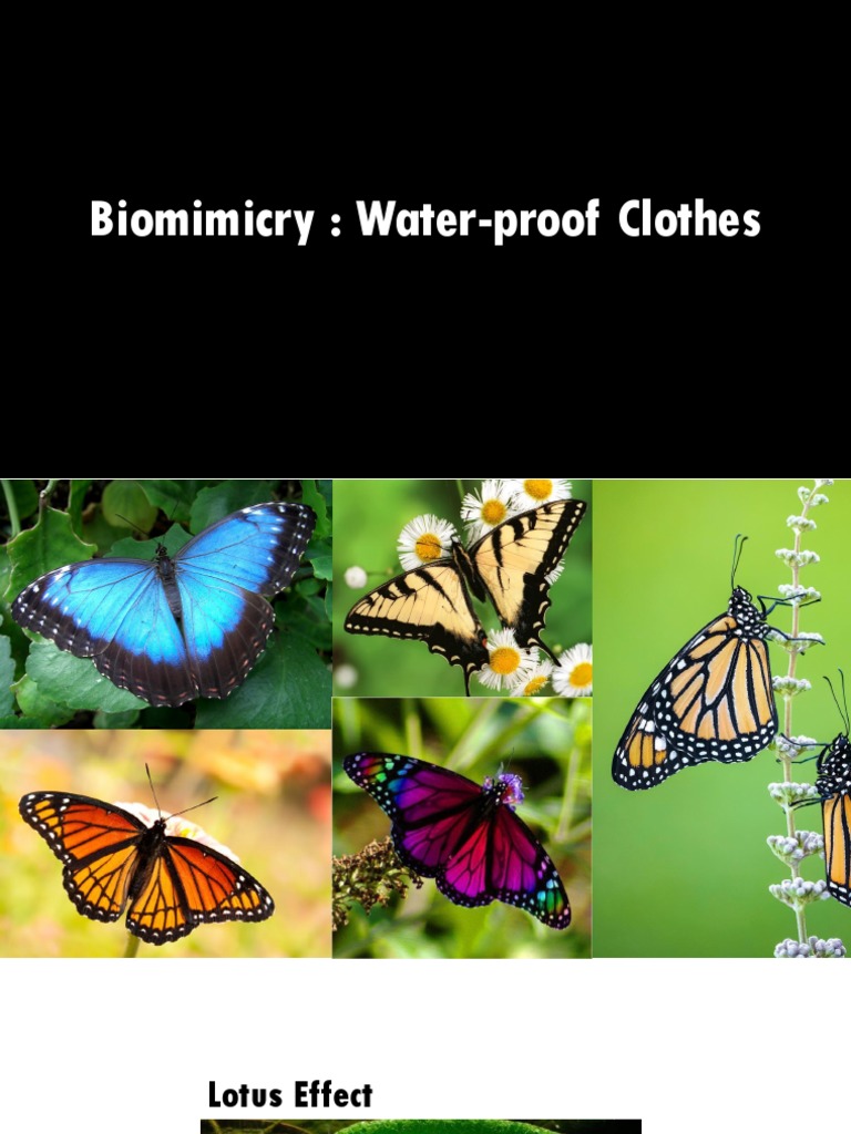 Biomimicry: Water-Proof Clothes | Download Free PDF | Nature | Science