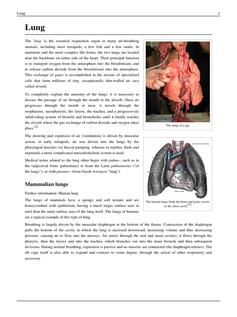 Theory of Lung | PDF | Respiratory Tract | Lung