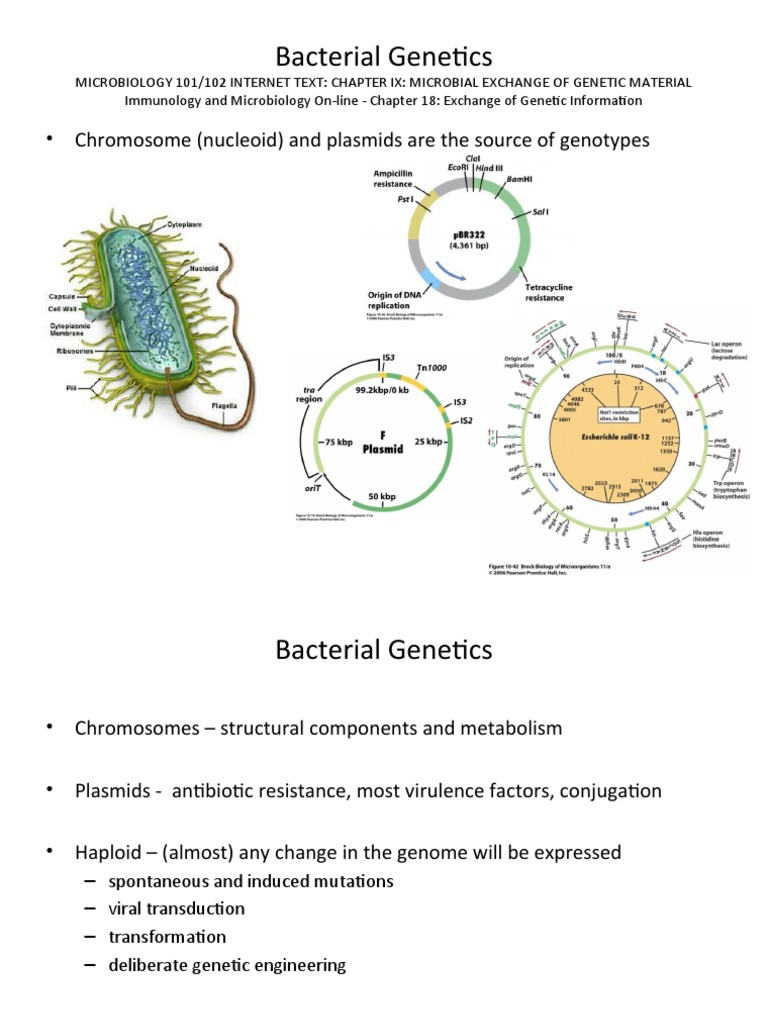 Bacterial Genetics: - Chromosome (Nucleoid) and Plasmids Are The Source ...