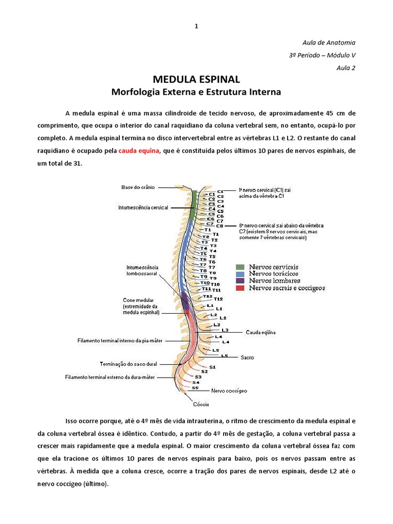 Aula 02 - Medula Espinal | PDF | Neurônio motor | Líquido cefalorraquidiano