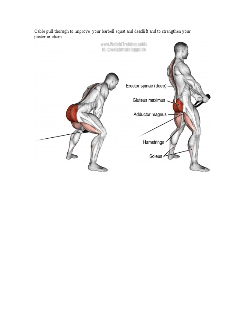 Cable Pull Thorugh To Improve Your Barbell Squat and Deadlift and To ...