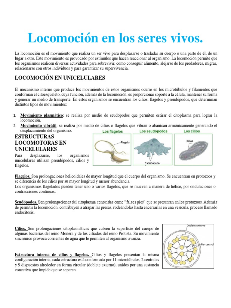 Locomoción en seres vivos: tipos y mecanismos | PDF | Sistema ...