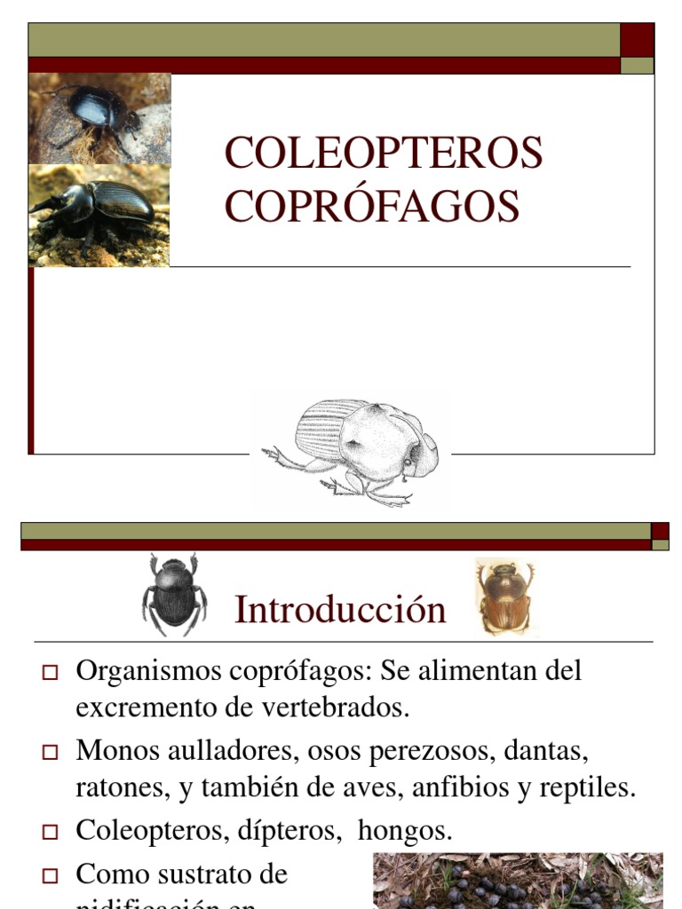 Coleopteros Coprófagos | PDF | Escarabajo | Biodiversidad