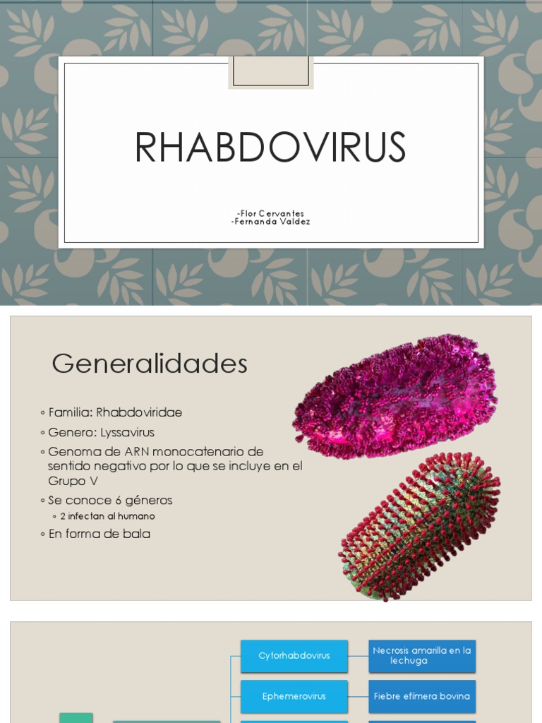 Rhabdovirus: -Flor Cervantes -Fernanda Valdez | Rabia | Virus