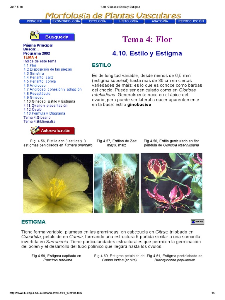 Tema 4: Flor: 4.10. Estilo y Estigma | PDF | Flores | Plantas