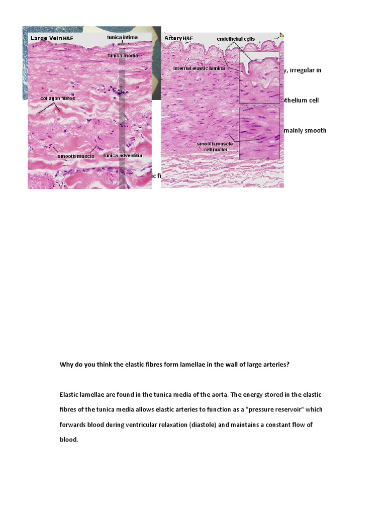 Histology of Artery | PDF | Artery | Vein