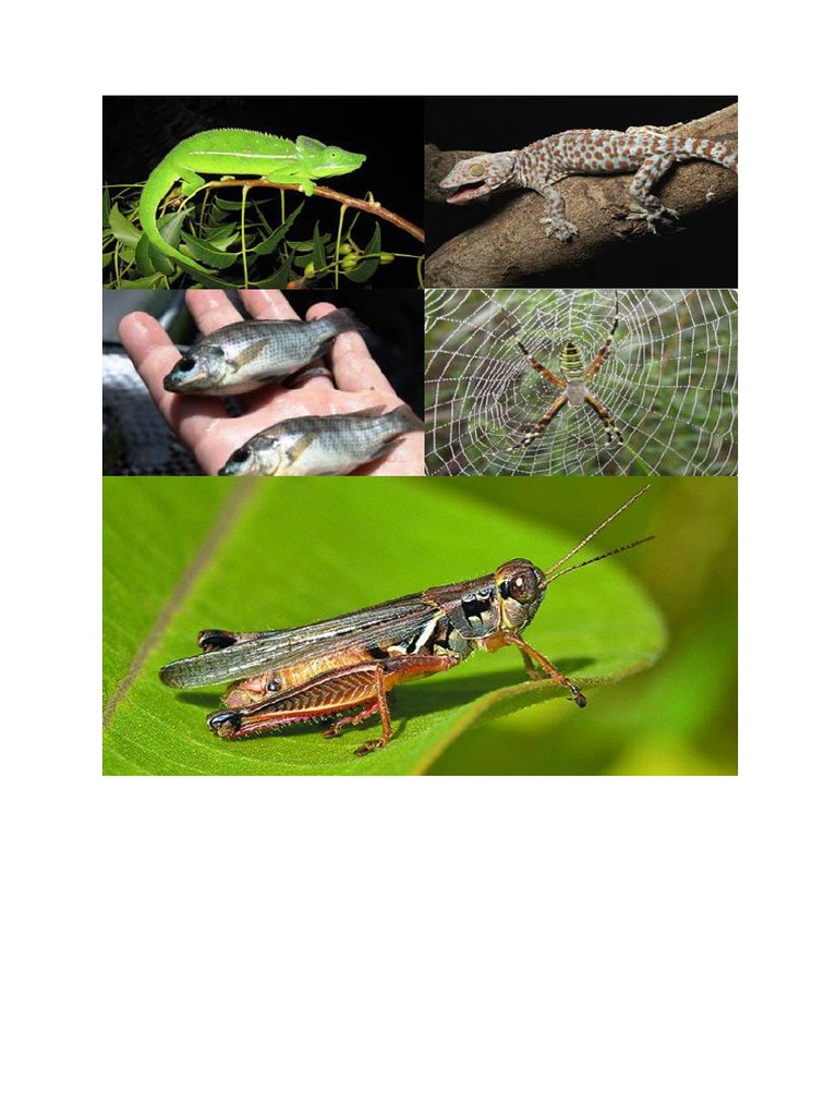 Contoh Hewan Insektivora | PDF