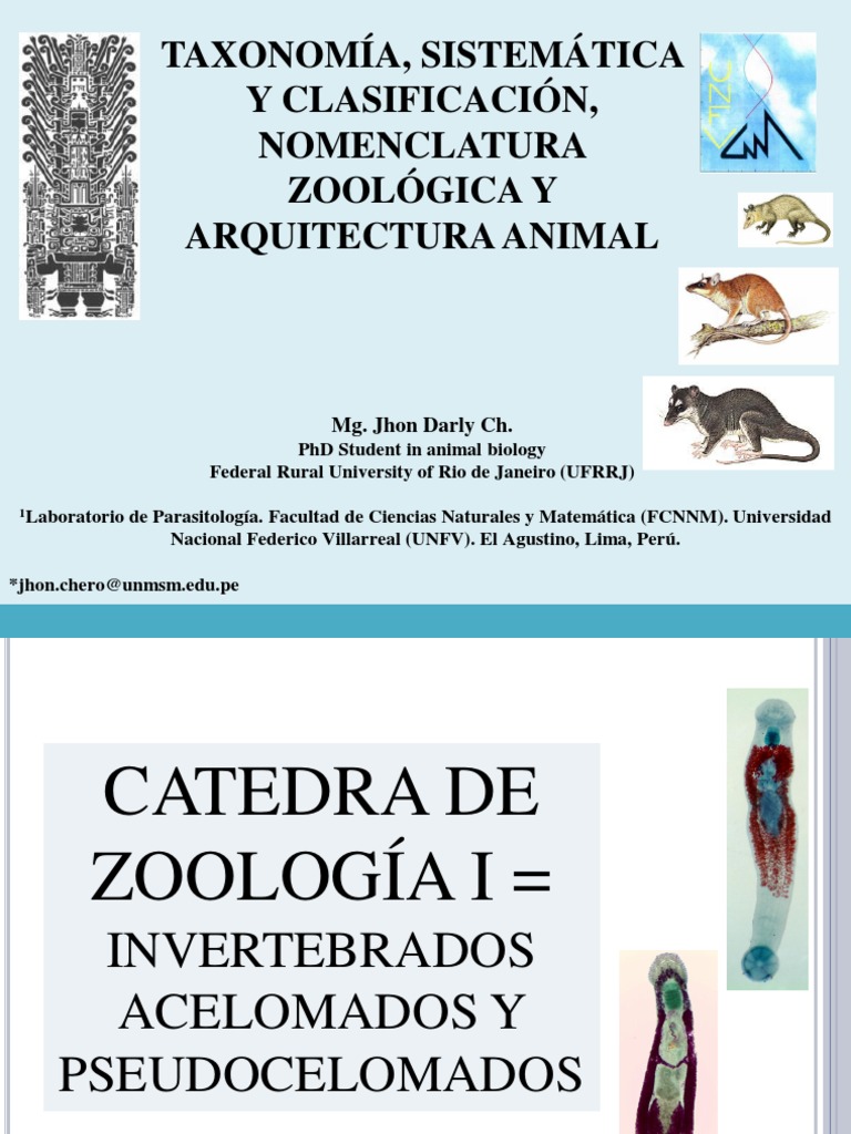 Invertebrados Acelomados y Pseudocelomados | PDF | Biological ...