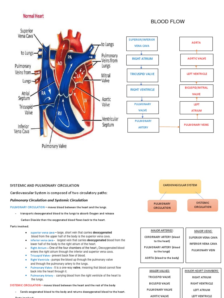Blood Flow: Right Atrium | PDF | Circulatory System | Heart Valve
