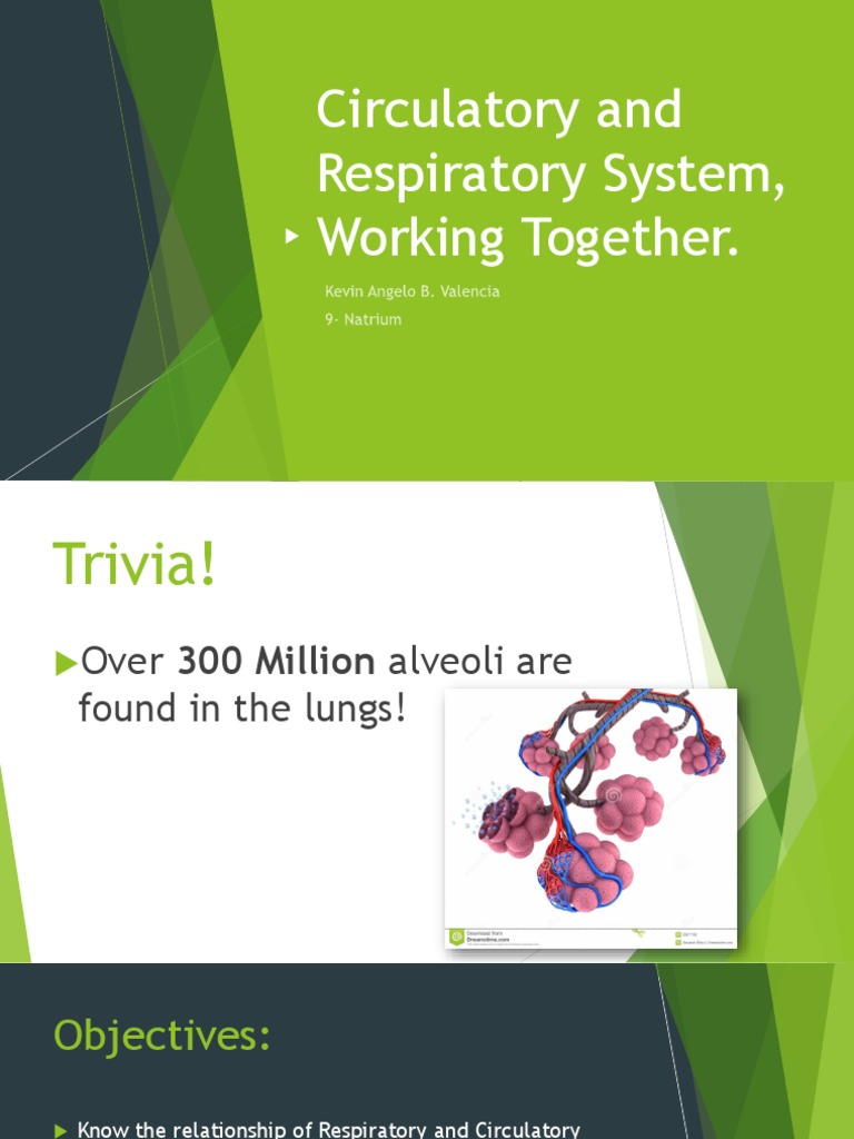 Circulatory and Respiratory System, Working Together | PDF ...