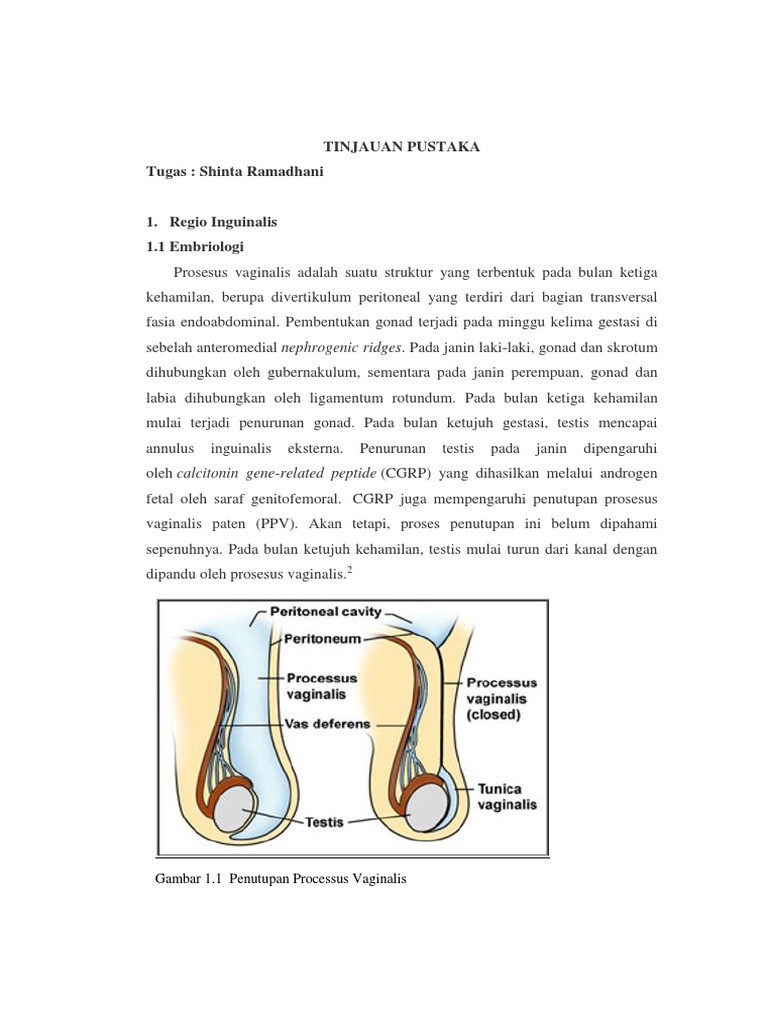 Tugas Anatomi Inguinal | PDF