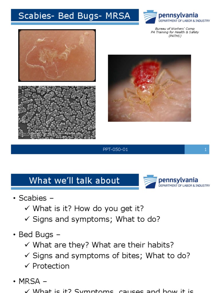 Scabies, Bed Bugs, and MRSA Overview | PDF | Methicillin Resistant ...
