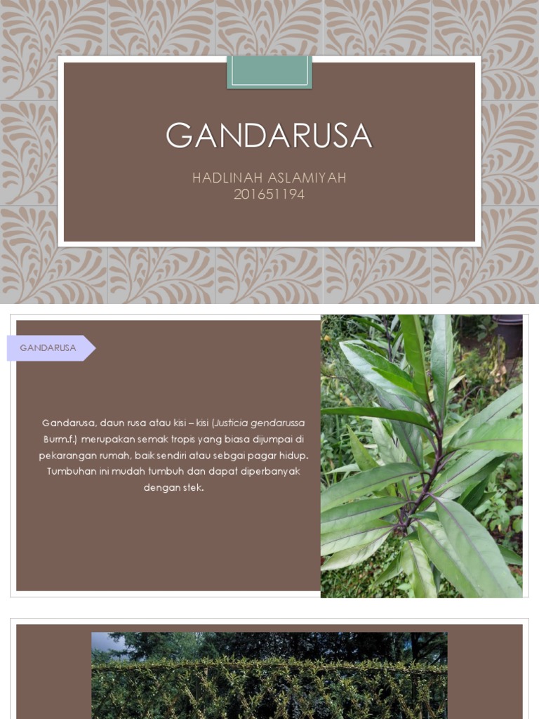 Ganda Rusa | PDF