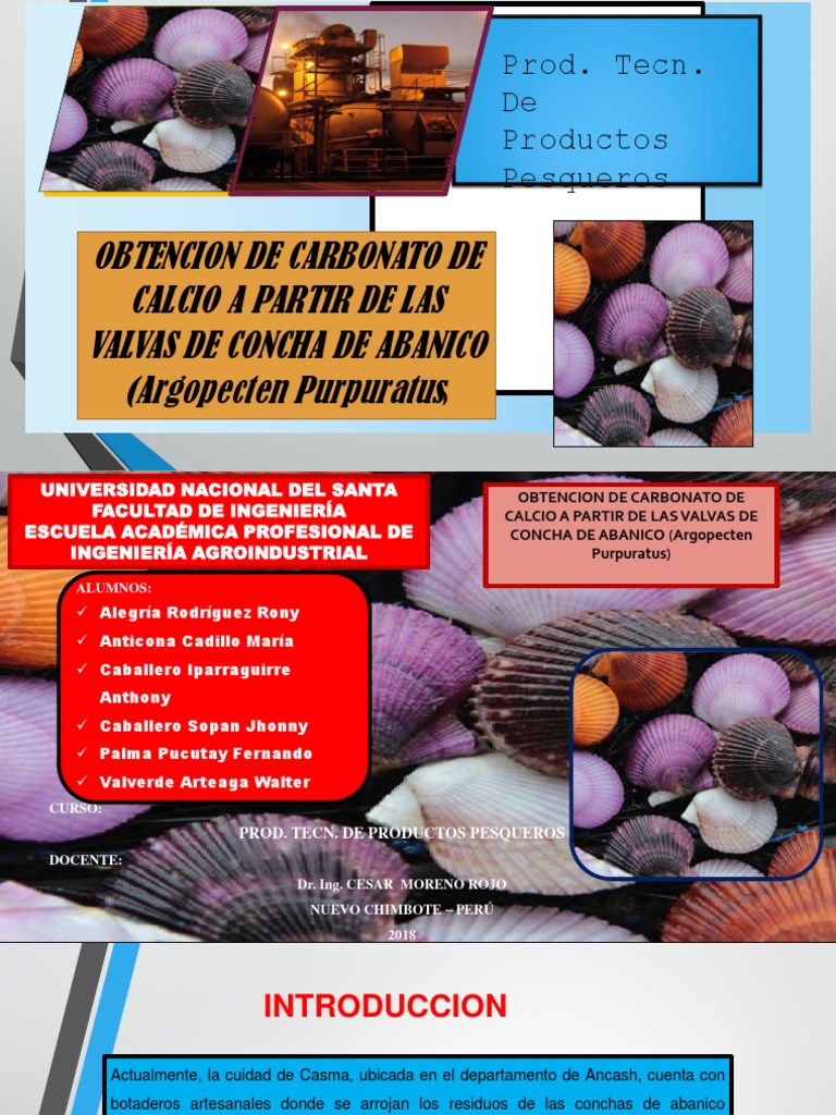 Conchas de Abanico Informe | PDF | Calcio | Caliza