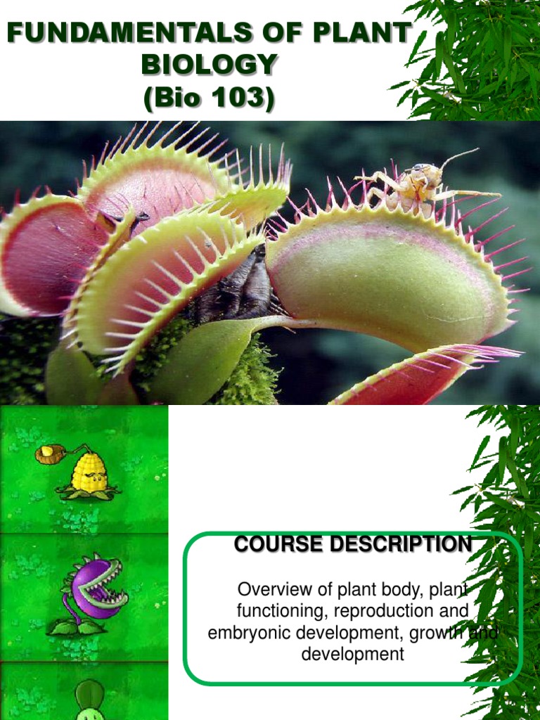 Fundamentals of Plant Biology (Bio 103) | PDF | Plants | Plant Stem