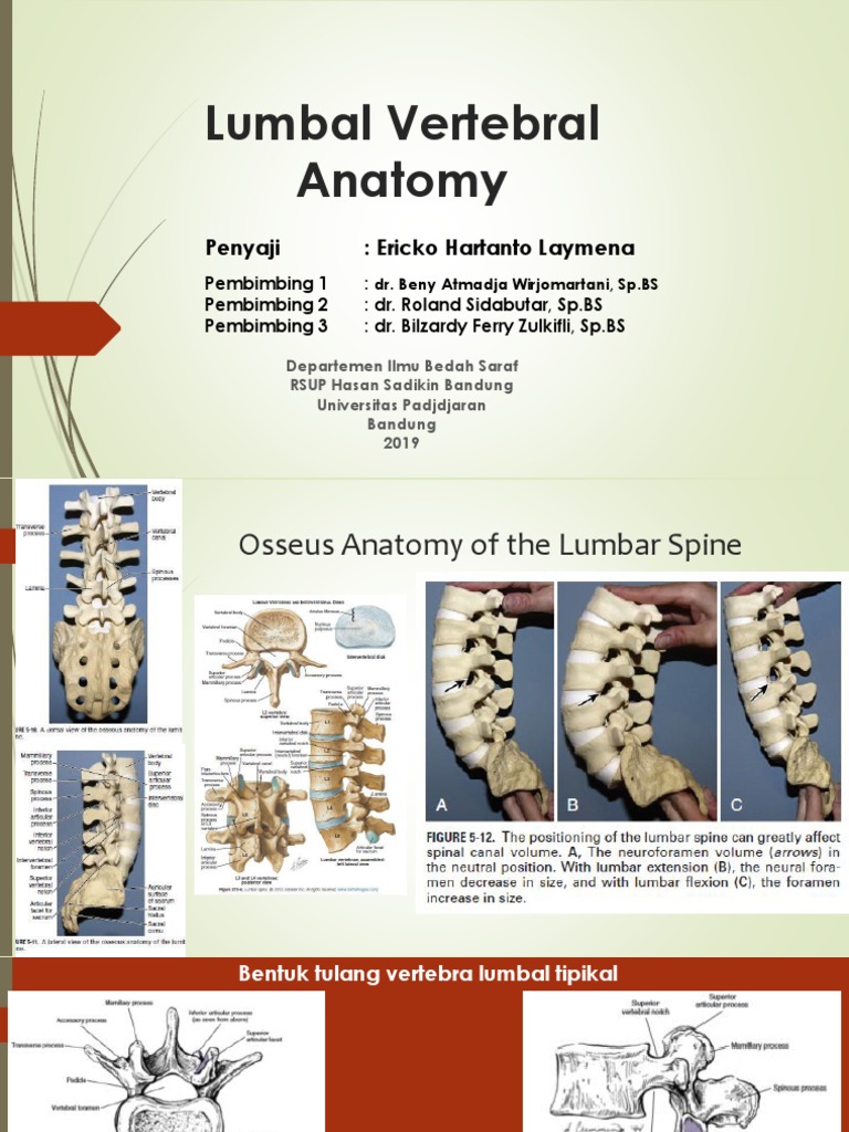 Lumbal Vertebral Anatomy-1