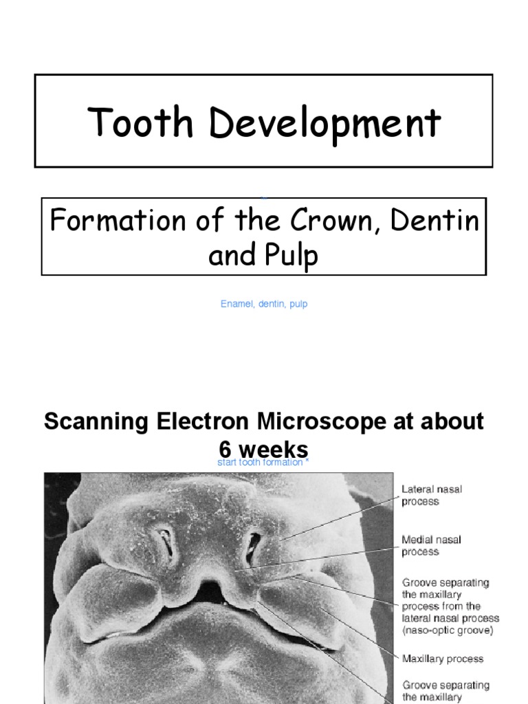01 Dentin and Pulp | PDF | Dentin | Tooth Enamel