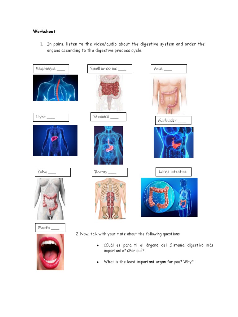 Digestive System Organ Ordering Worksheet | PDF