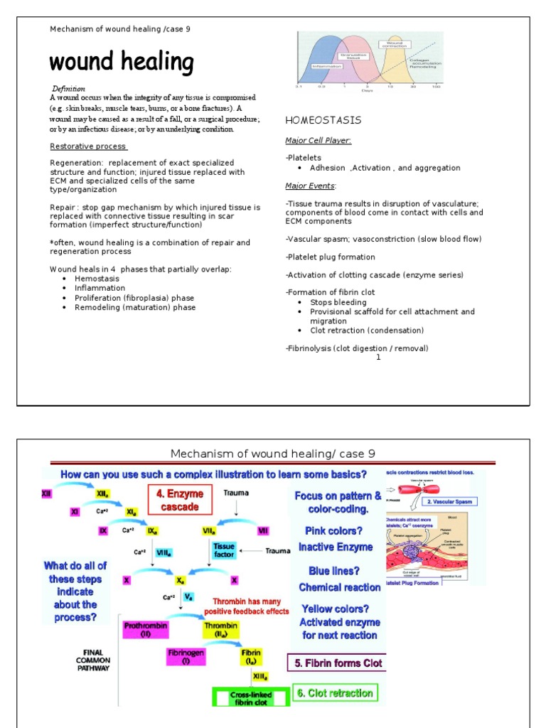 Wound Healing ) | PDF | Extracellular Matrix | Wound Healing