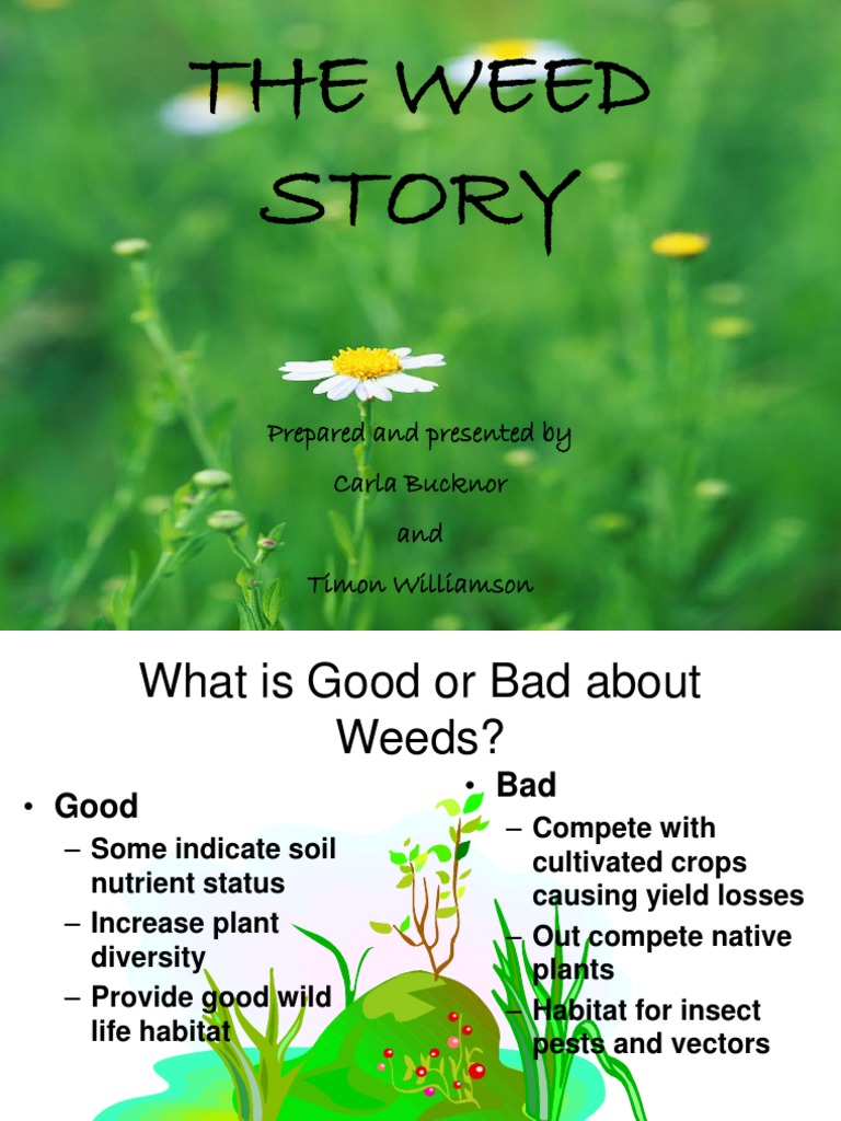 The Weed Story: Prepared and Presented by Carla Bucknor and Timon ...