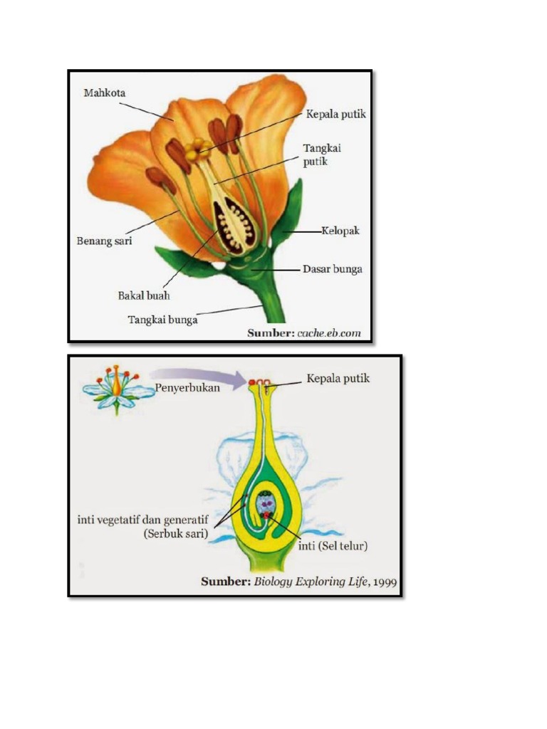 Proses Perkembangbiakan Tumbuhan Generatif | PDF
