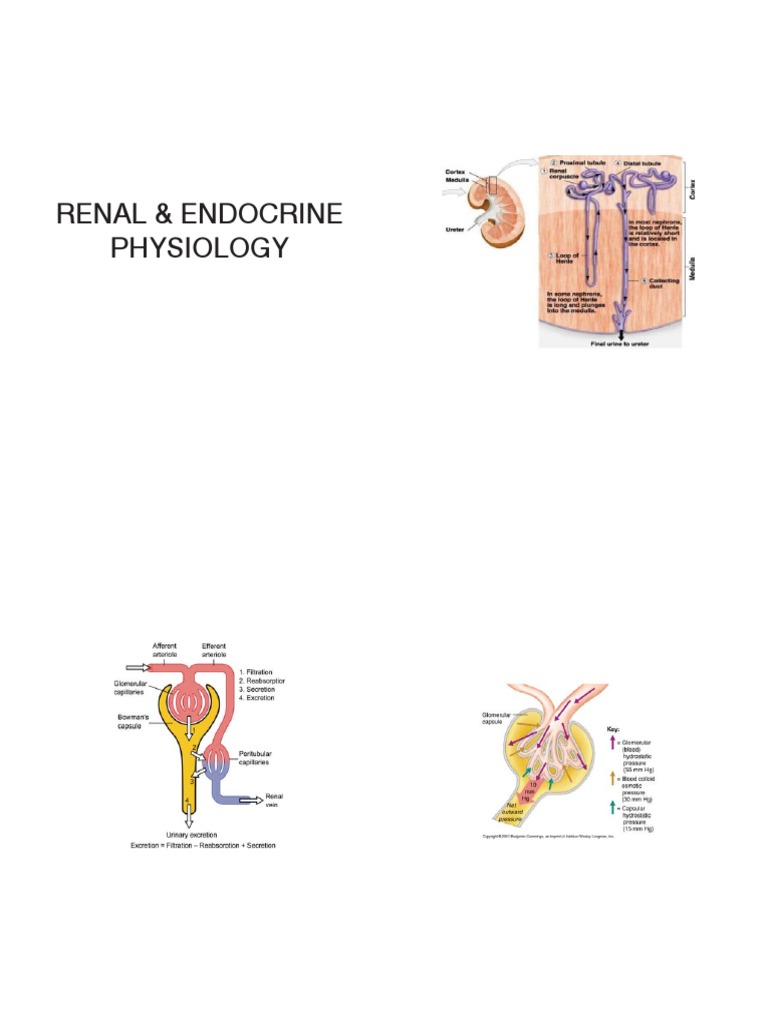 Renal + Endocrine1 | PDF