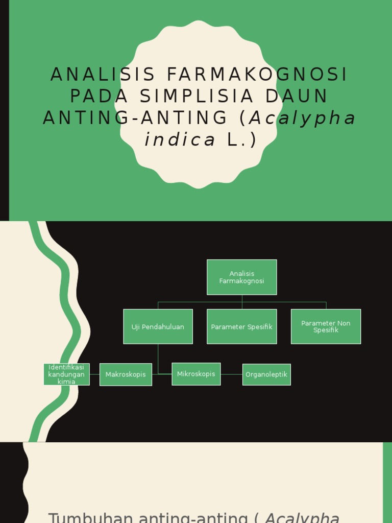 Analisis Farmakognosi Pada Simplisia DAUN ANTING-ANTING (Acalypha | PDF