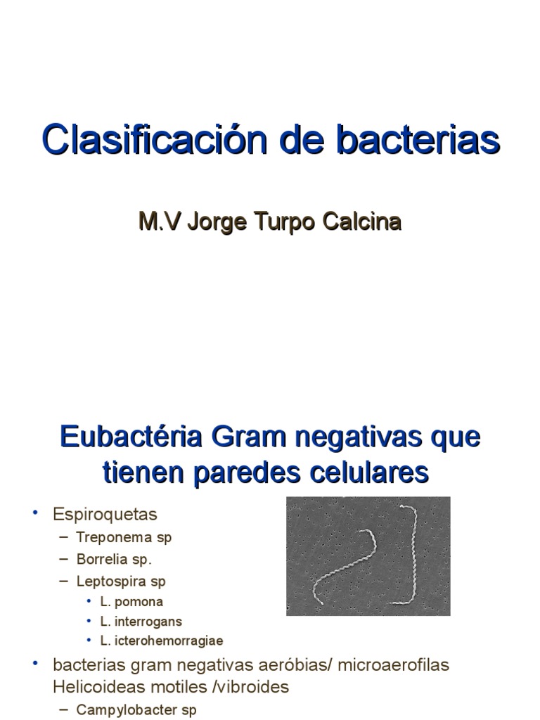 Clasificación de Bacterias | PDF | Bacterias Gram-negativo | Bacterias ...