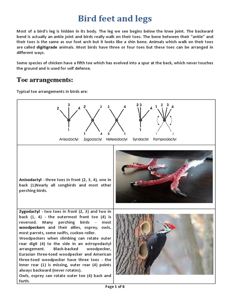 School Project On Bird Feet and Legs | PDF | Claw | Dinosaurs